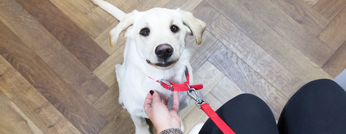 puppy looking up at owner in vet waiting room